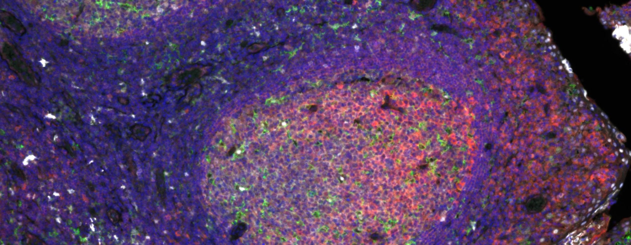 Spatial Images Exploration – spatomics