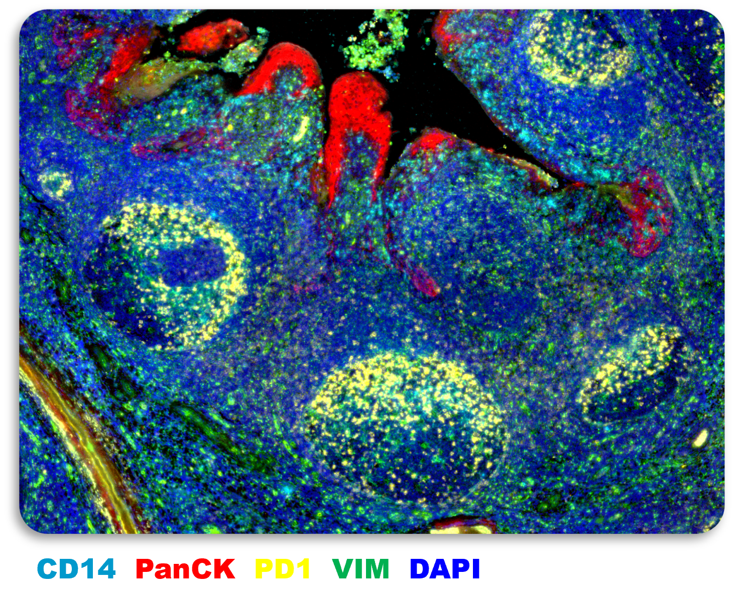 CFP-panels – spatomics